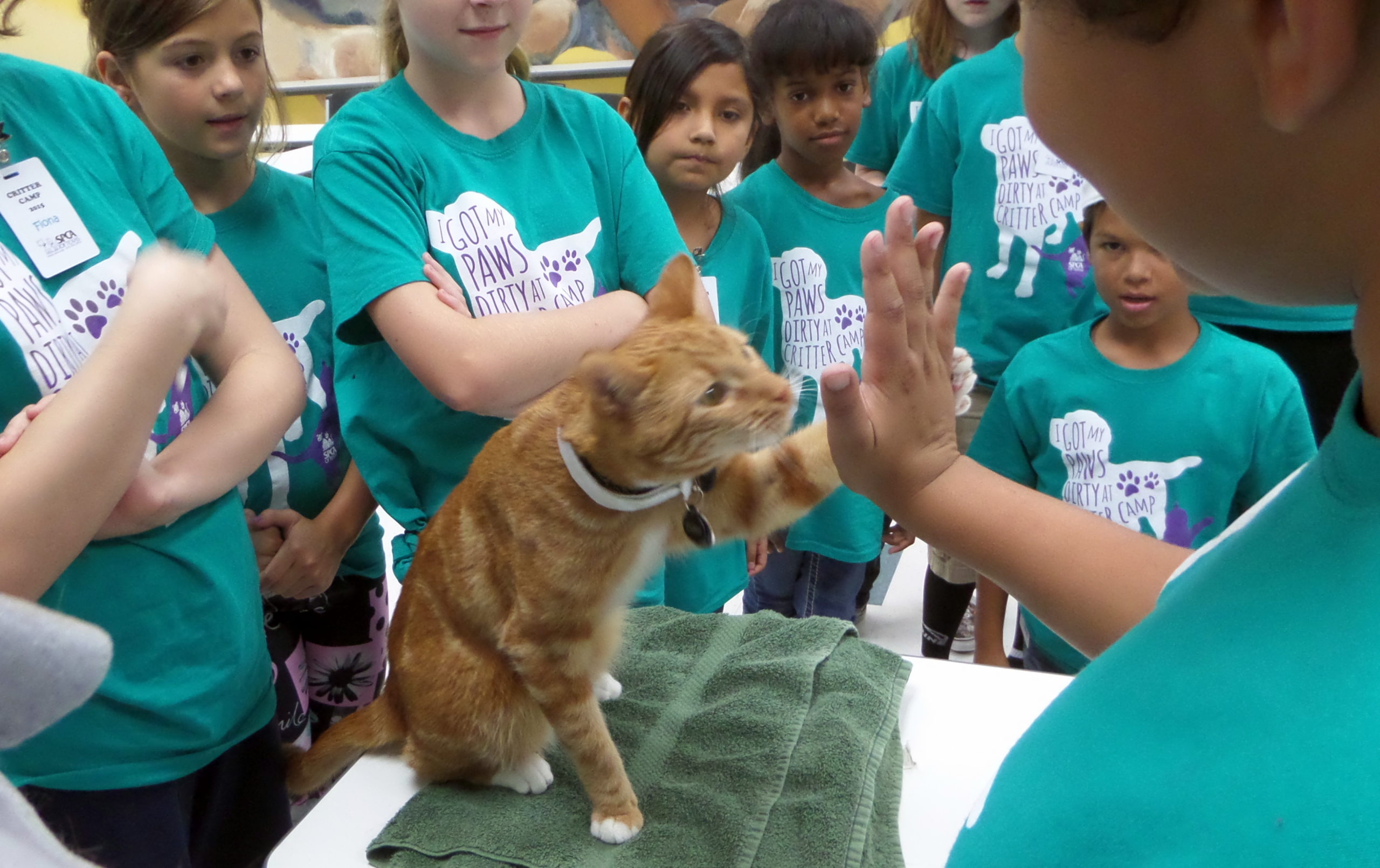 Yes, You Can Train Cats! | Fear Free Happy Homes