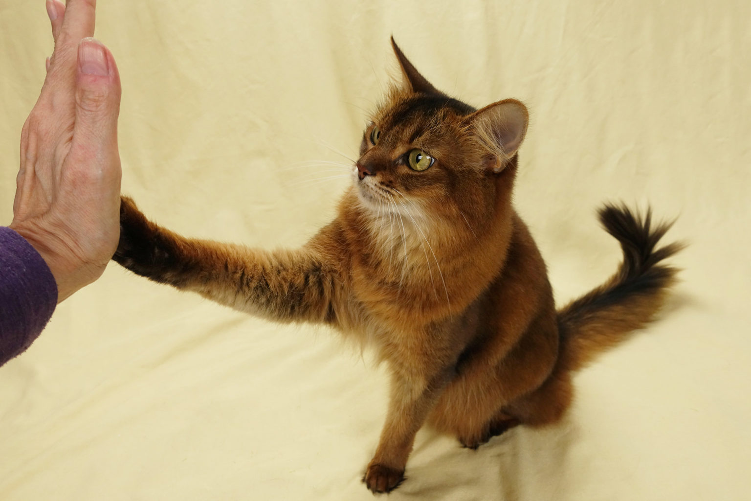 What Movement and Gait Tell You About Your Cat | Fear Free Happy Homes