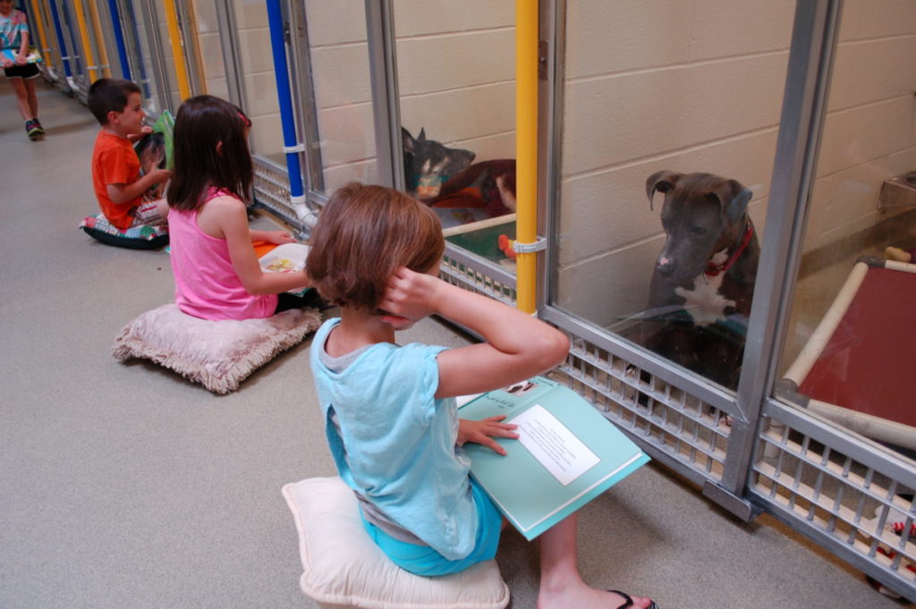 Reading to shelter pets can lower stress, improve adoption chances ...
