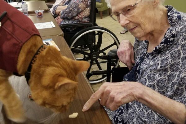 The Making of a Therapy Cat | Fear Free Happy Homes