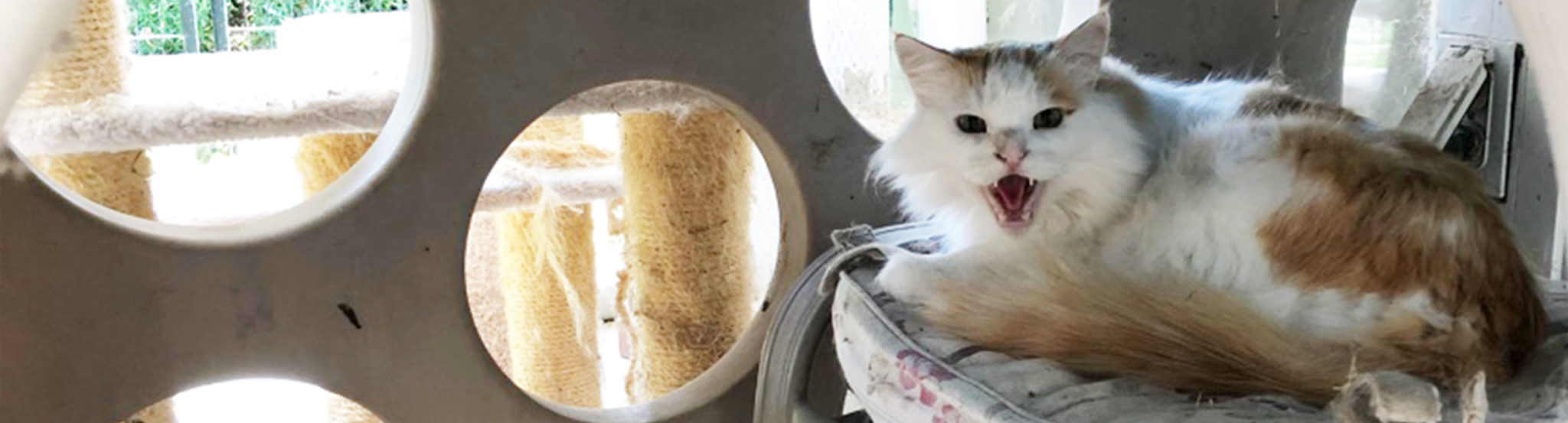 Living With a Fraidy Cat: Tips From the Field | Fear Free Happy Homes