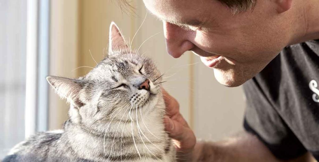 Be Kind to Animals Week: 5 Ways to Be Kind to Cats | Fear Free Happy Homes