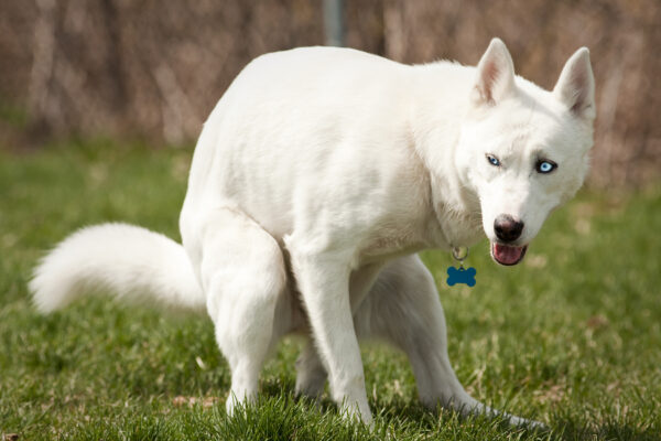 Poop: The Inside Scoop on Your Dog's Output | Fear Free Happy Homes