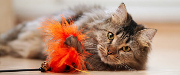 Play: It's Not Just for Kittens | Fear Free Happy Homes