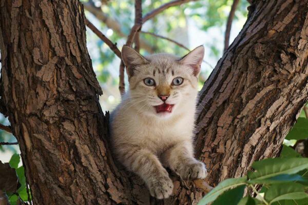 Cat Up A Tree? How To Get Him Safely Down | Fear Free Happy Homes