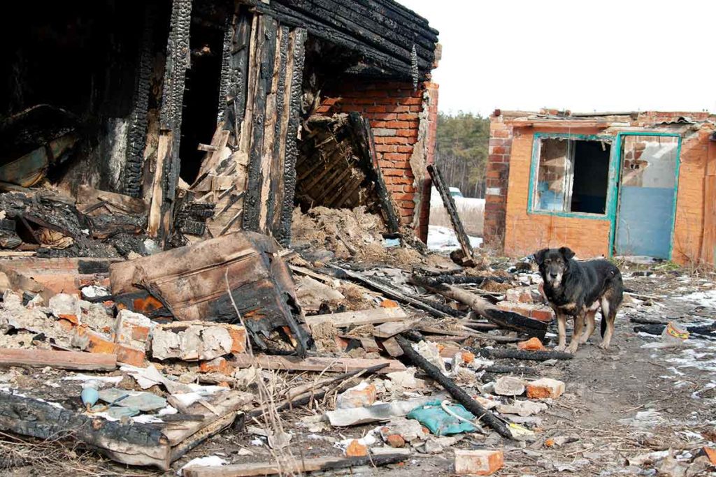 After Disaster Strikes, How Can Pets and their People Calm Fear ...