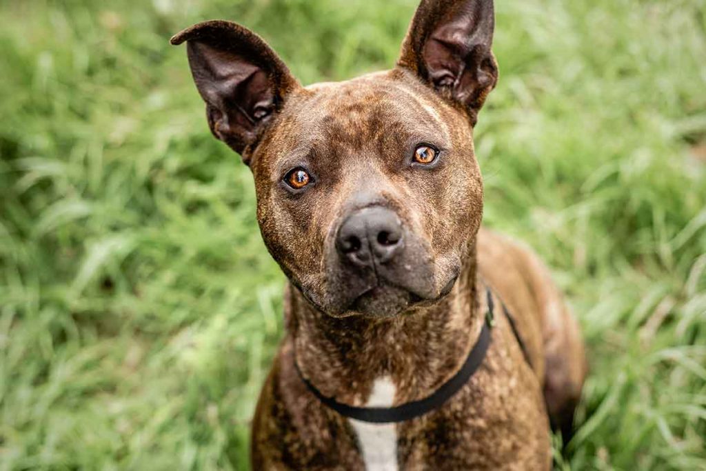 How Dogs “Yap” By Using Their Tails and Ears | Fear Free Happy Homes