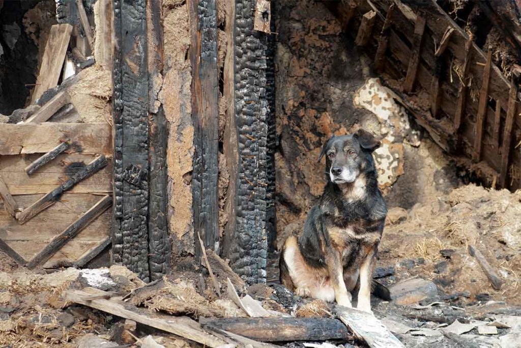 Planning Saves People And Pets During Disasters | Fear Free Happy Homes