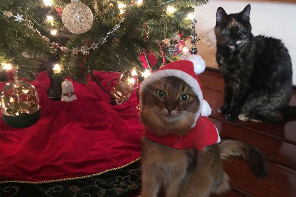 Make Holidays Friendly for Felines | Fear Free Happy Homes