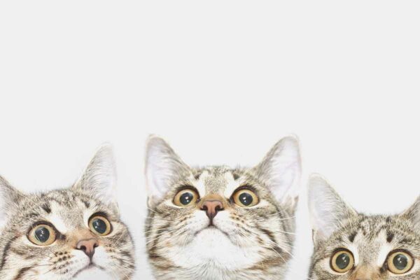 How To Set Your Kitten Up For Success | Fear Free Happy Homes