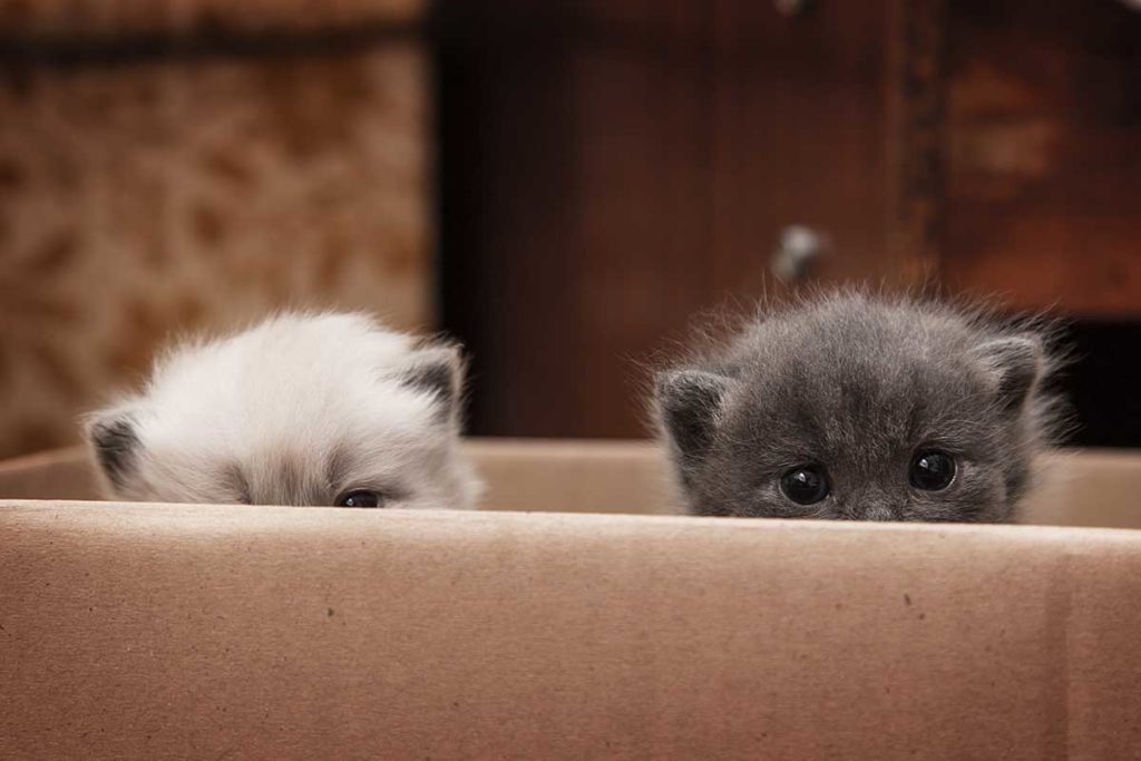 Boxes: Your Kitten’s Safe Spaces | Fear Free Happy Homes