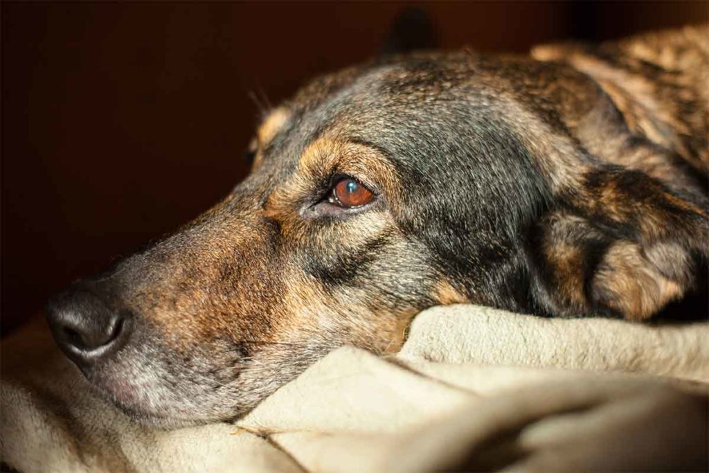 Animal Mourning: Recognizing A Pet’s Grief | Fear Free Happy Homes