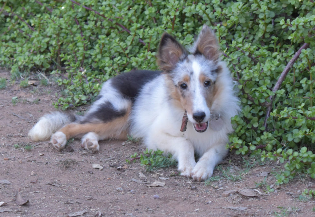 Adopting a Dog from a Foreign Country? Here's What to Know | Fear Free ...