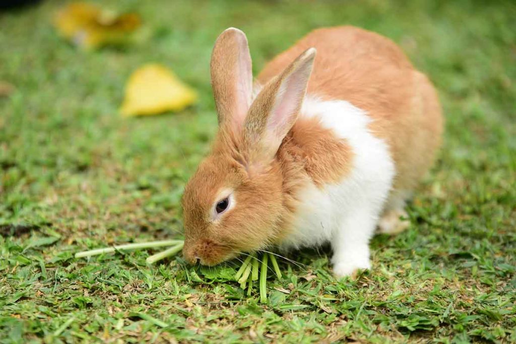 Hoppy Days: Tips On A Rabbit’s Best Life | Fear Free Happy Homes
