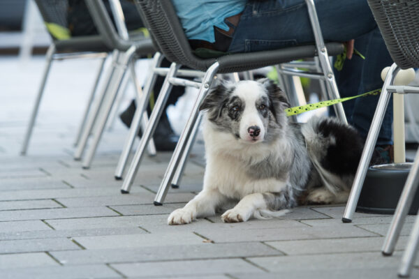 Taking Your Dog? Check With Him First | Fear Free Happy Homes