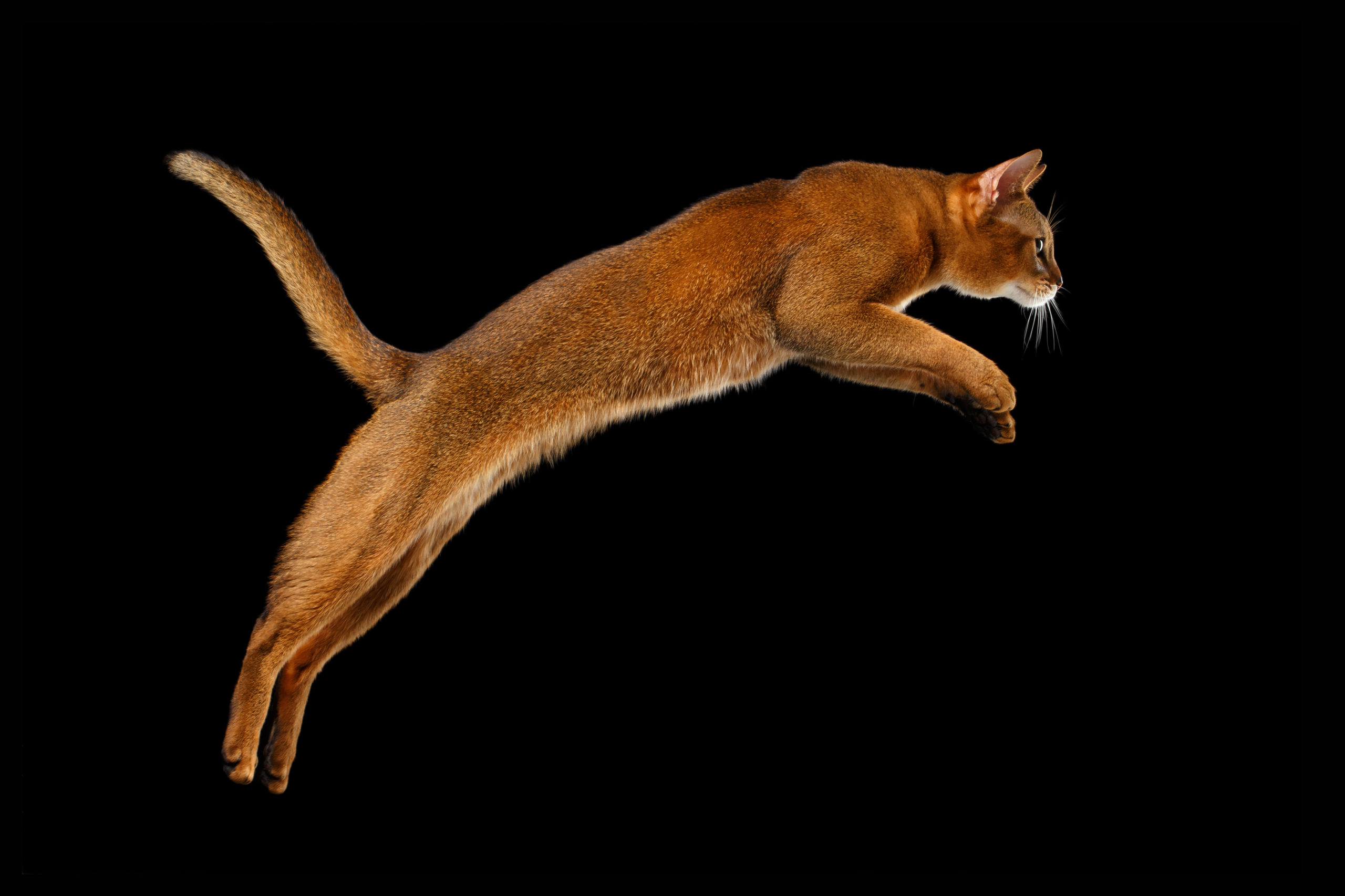 Zoom, Zoom! Agility Training Gets Cats Off The Couch | Fear Free Happy ...