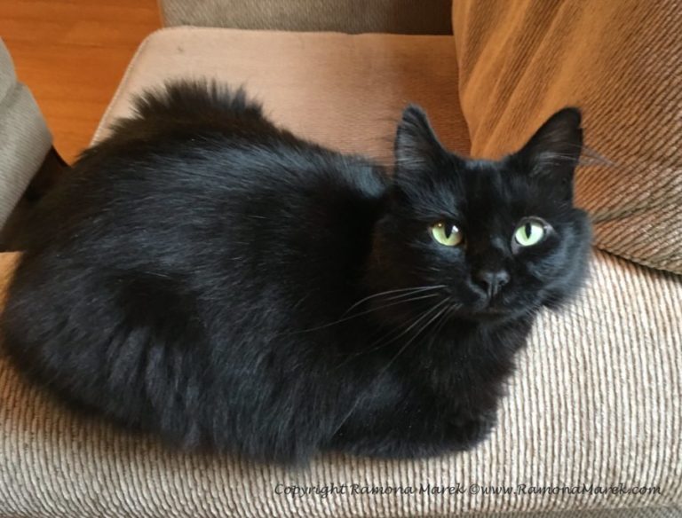 Why Do Cats Have Vertical Pupils? The Hunt's the Thing | Fear Free ...