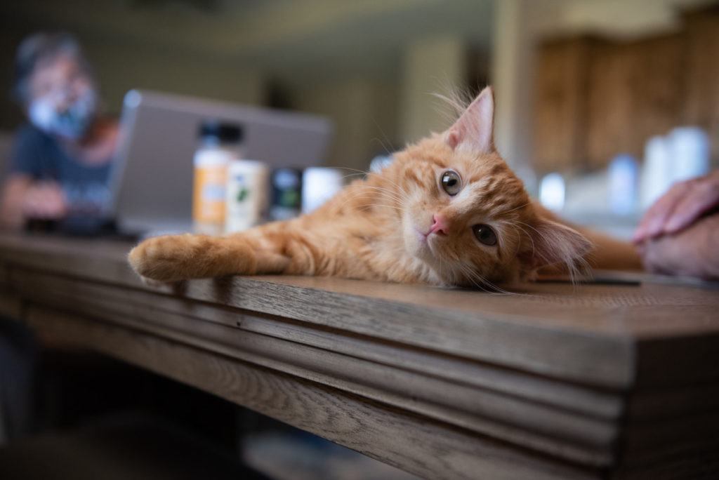 Feline Intelligence: How Your Cat’s Brain Works | Fear Free Happy Homes