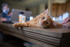 Teach Cats to Communicate by Pushing Your Buttons--in a Good Way ...