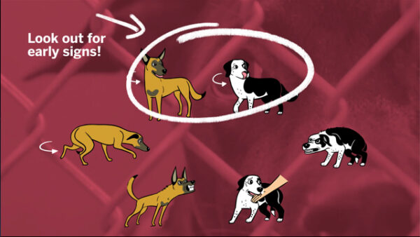 Dog Body Language 101 | Fear Free Happy Homes