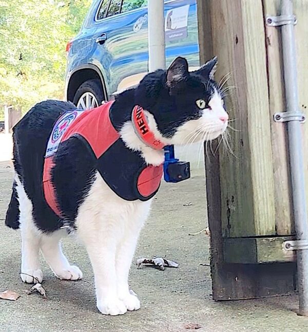 Lost Cat? Detective Kim Freeman Is on the Case | Fear Free Happy Homes