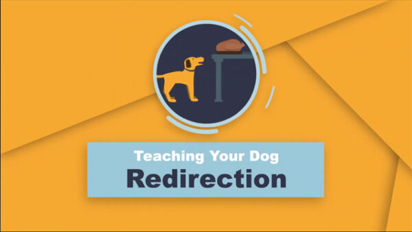 How To Use Redirection for Your Dog's Behavior | Fear Free Happy Homes