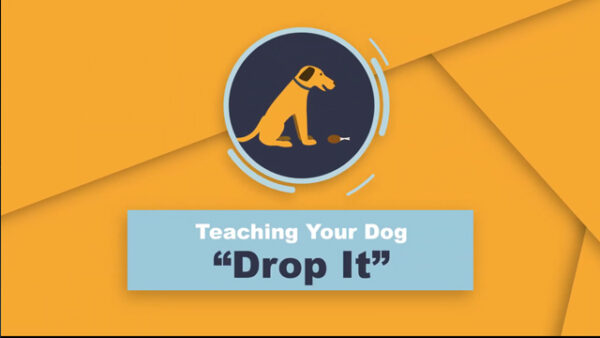 Teaching a Dog to Drop It | Fear Free Happy Homes