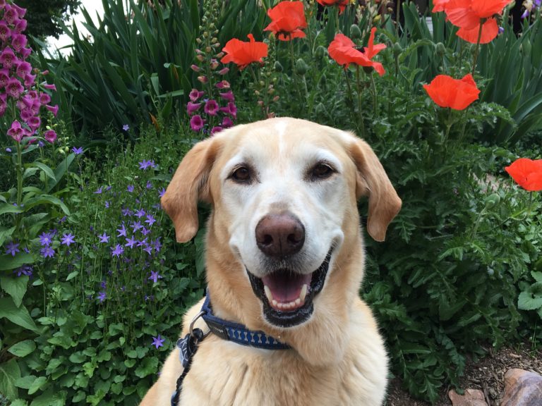 IBD in Dogs: What You Need to Know | Fear Free Happy Homes