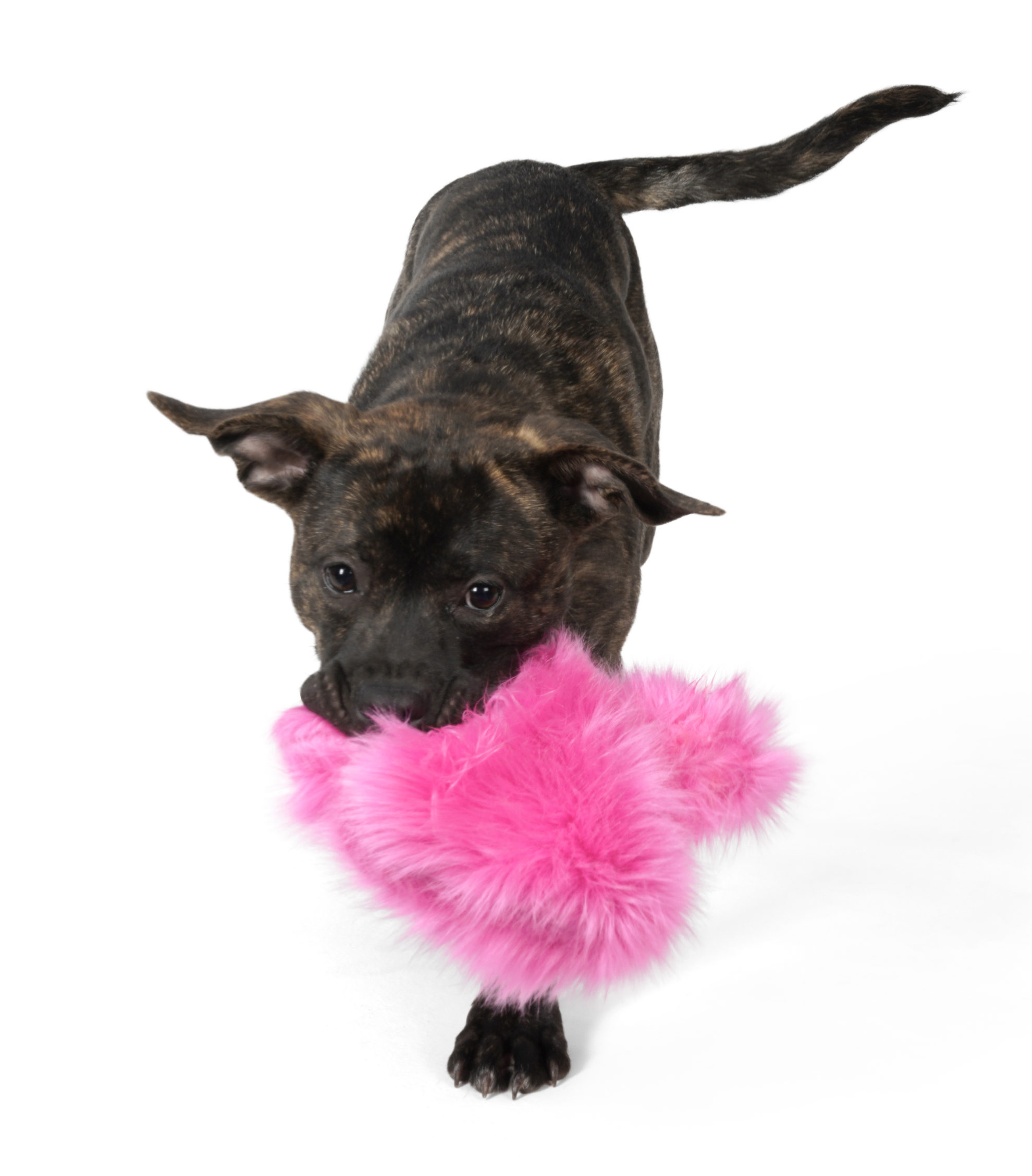 Pet Paraphernalia: What's New For Cats and Dogs | Fear Free Happy Homes