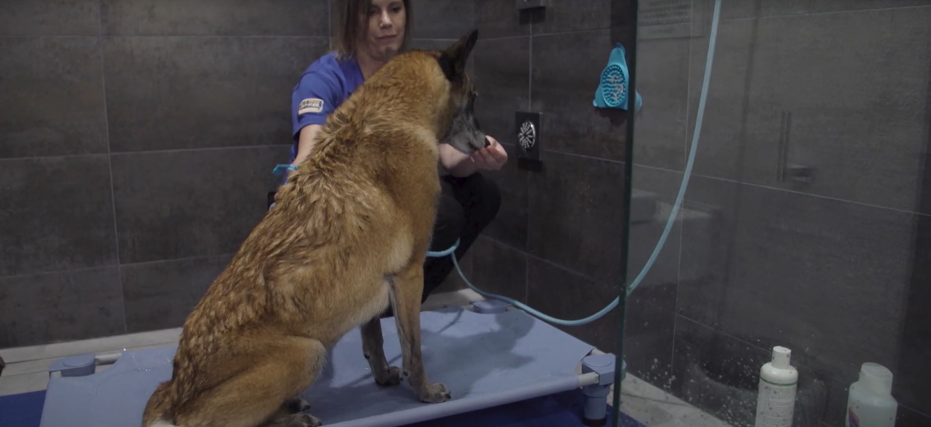 Bathing Your Dog the Fear Free Way | Fear Free Happy Homes