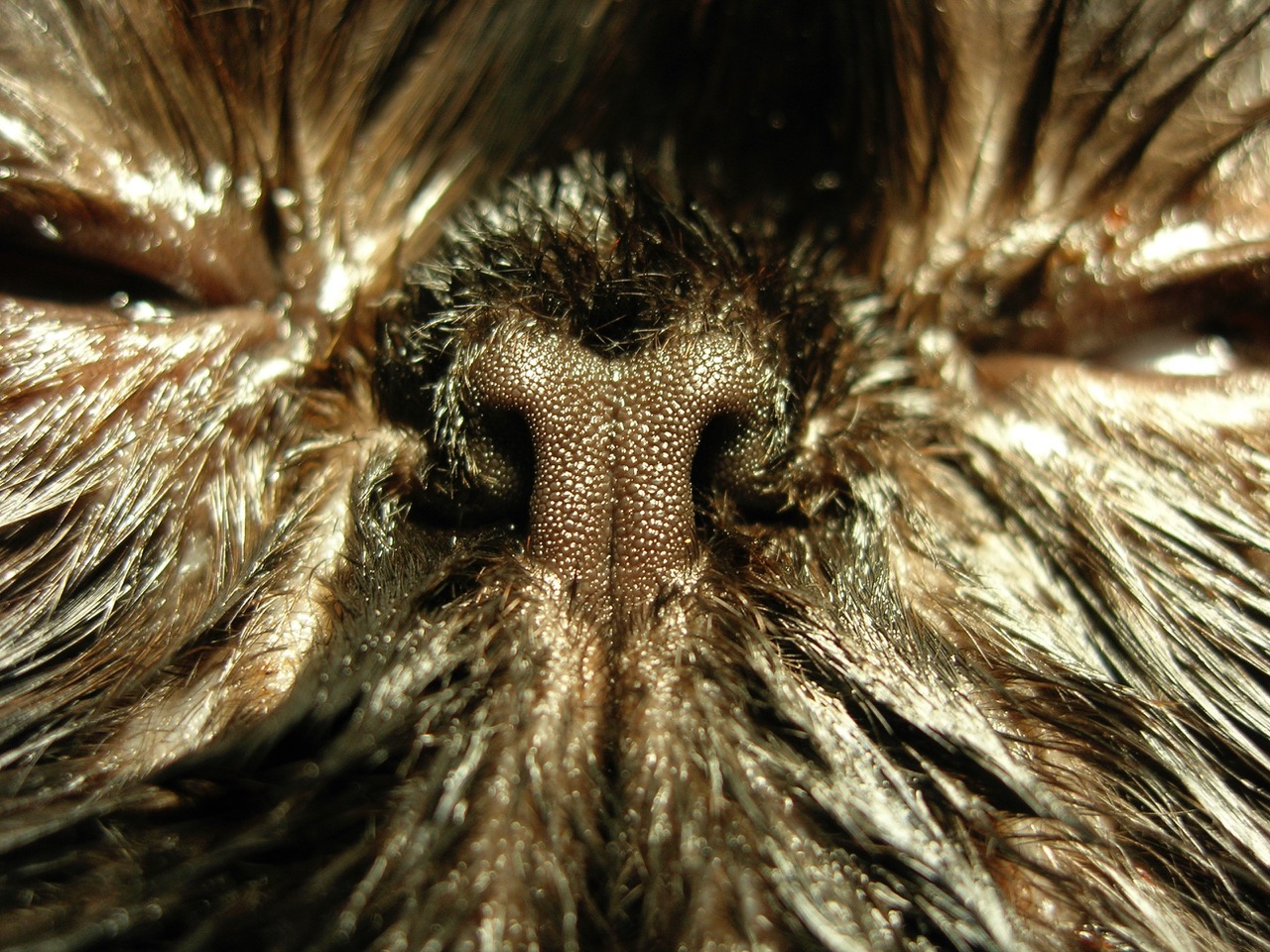 Plastic Surgery for Your Cat? | Fear Free Happy Homes