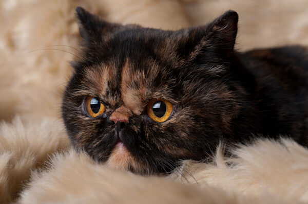 Plastic Surgery for Your Cat? | Fear Free Happy Homes