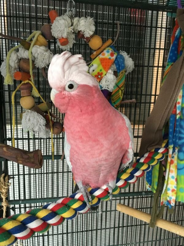 Perfect Setup: Plan Your Bird’s Cage Environment With Care | Fear Free ...