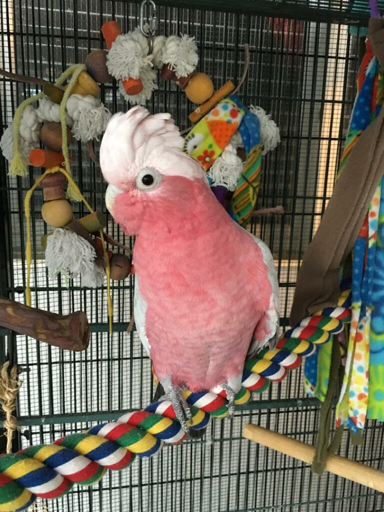 Perfect Setup: Plan Your Bird’s Cage Environment With Care | Fear Free ...