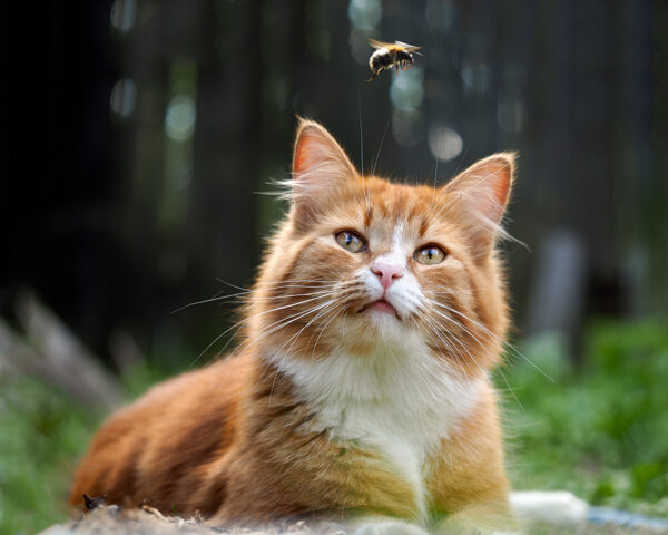 Can Your Cat Safely Chase, Kill, or Eat Insects? | Fear Free Happy Homes