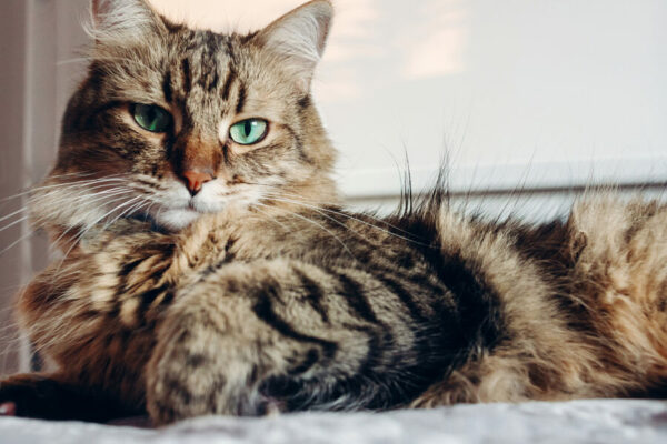 Feline Pheromones: The Science Behind Them | Fear Free Happy Homes