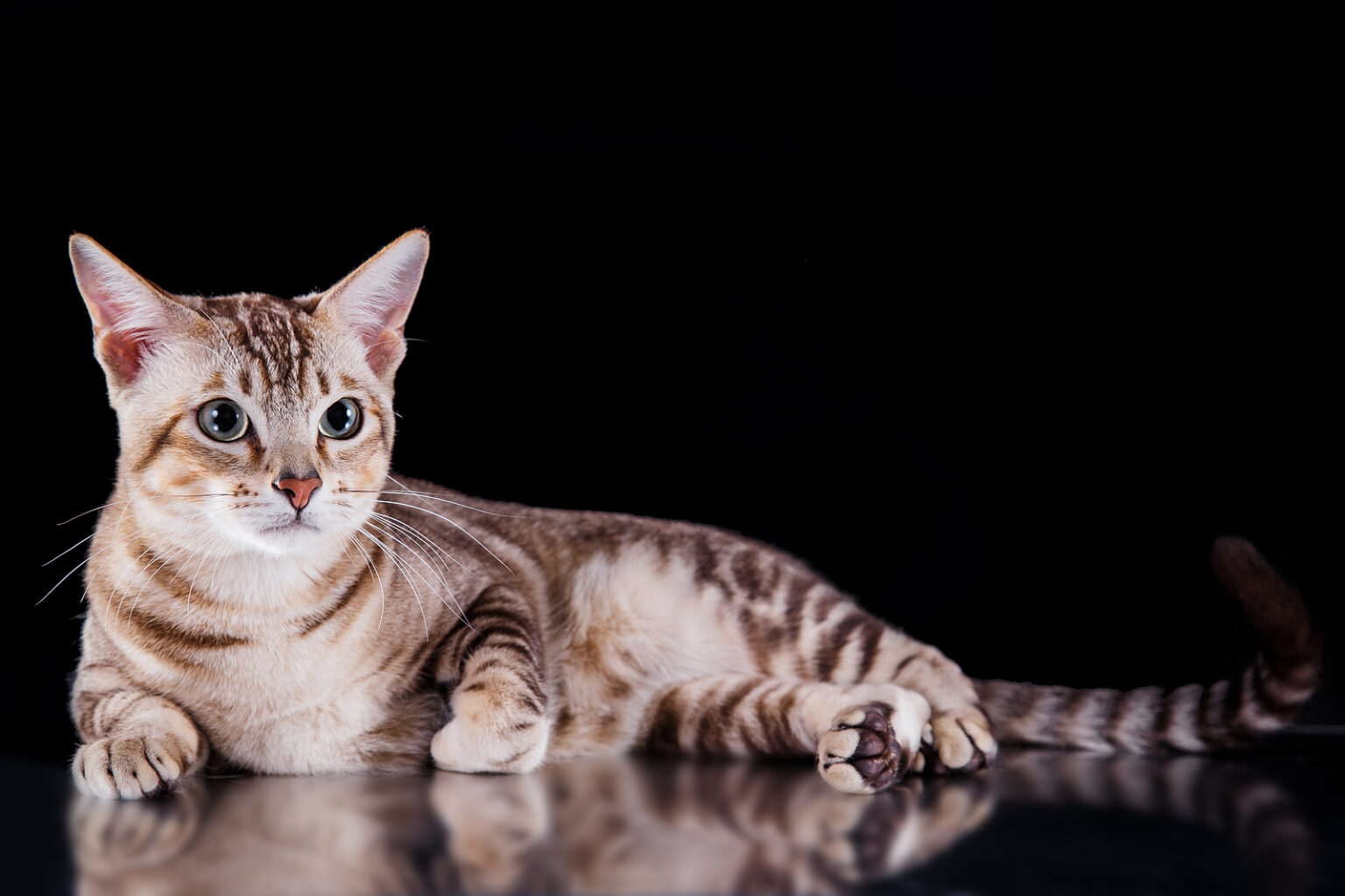 Cats of Many Colors | Fear Free Happy Homes