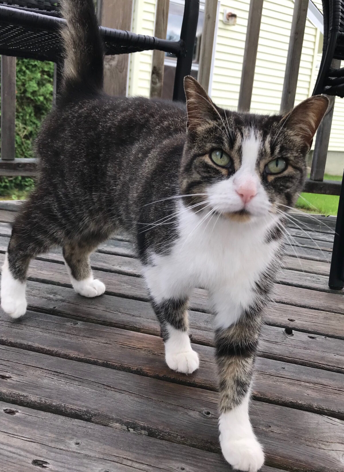 Real-Life Cats Inspire Fictional Counterparts | Fear Free Happy Homes