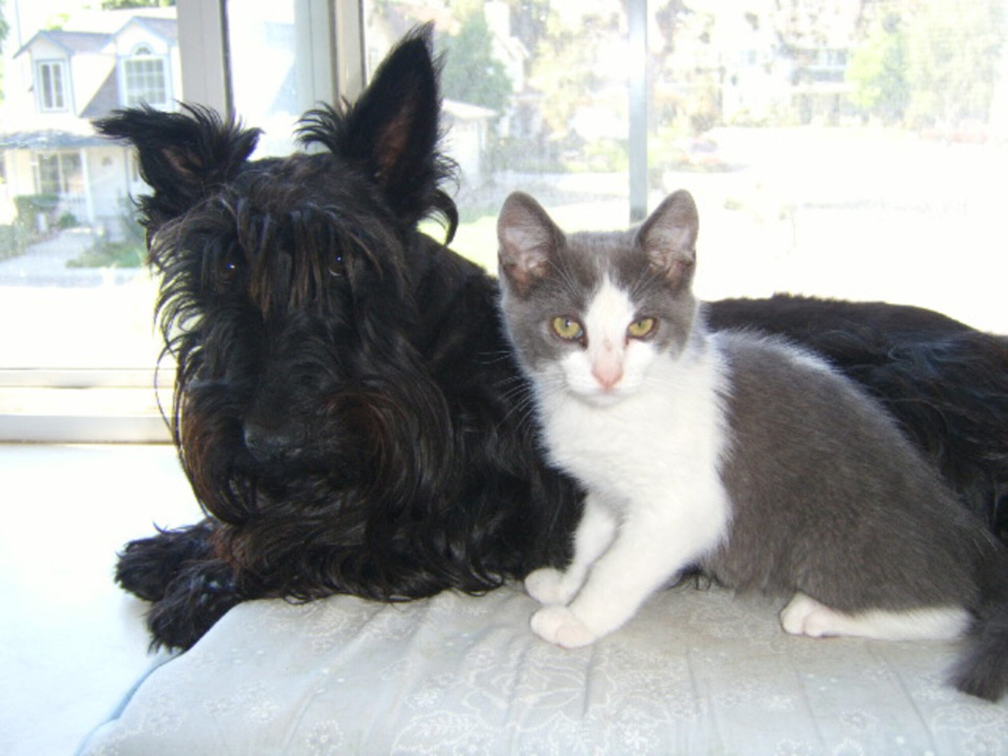 Real-Life Cats Inspire Fictional Counterparts | Fear Free Happy Homes