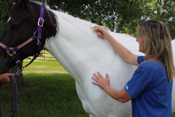 10 Reasons to Microchip Your Horse | Fear Free Happy Homes