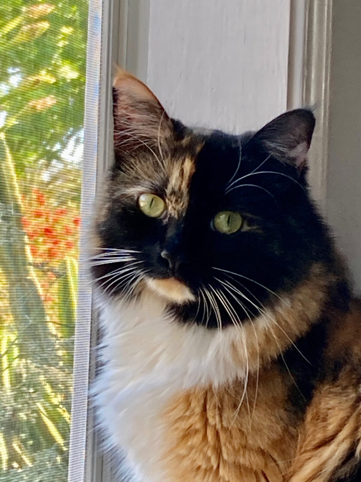 Real-Life Cats Inspire Fictional Counterparts | Fear Free Happy Homes