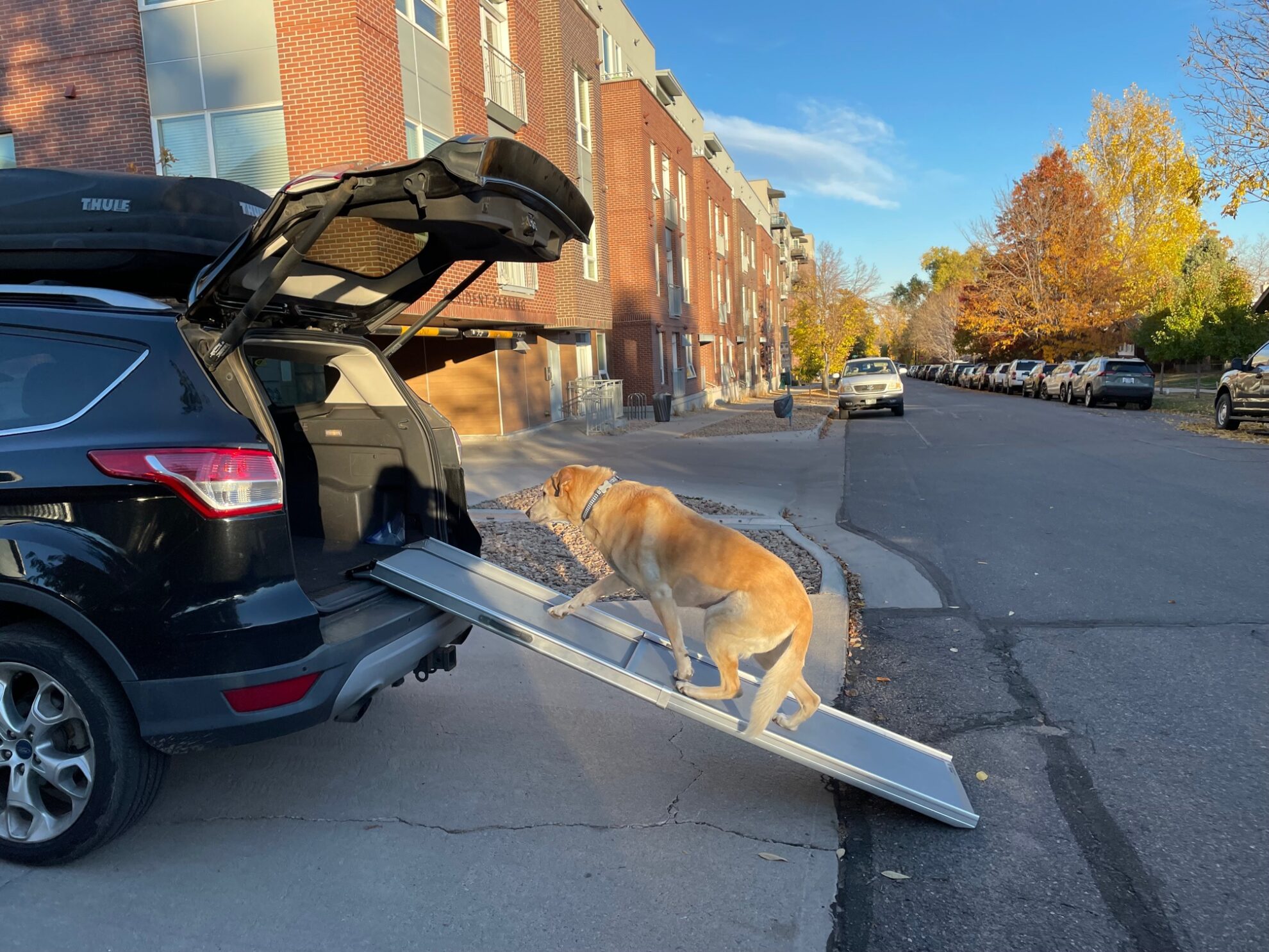 How and Why to Use a Ramp for Your Dog | Fear Free Happy Homes