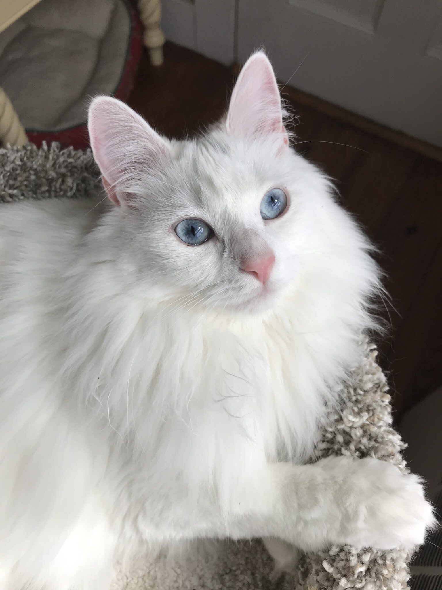 Wired for Sound: Cool Facts About Cat Ear Anatomy | Fear Free Happy Homes