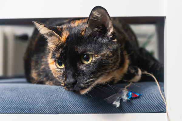 Wired for Sound: Cool Facts About Cat Ear Anatomy | Fear Free Happy Homes