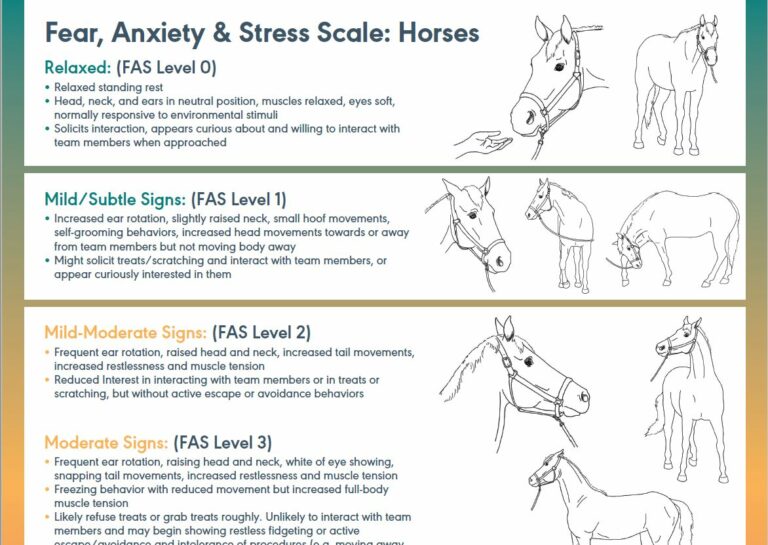 How to Recognize Fear, Anxiety, and Stress in Your Horse | Fear Free ...