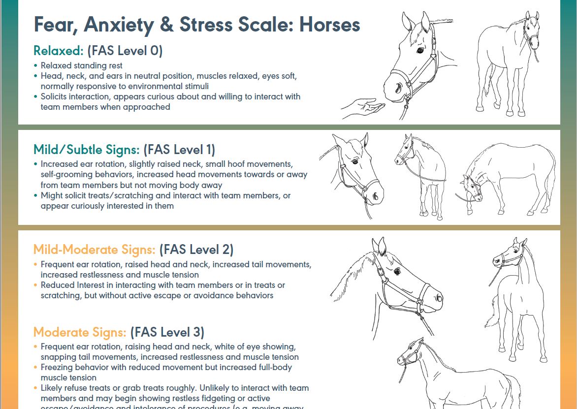 How to Recognize Fear, Anxiety, and Stress in Your Horse | Fear Free ...
