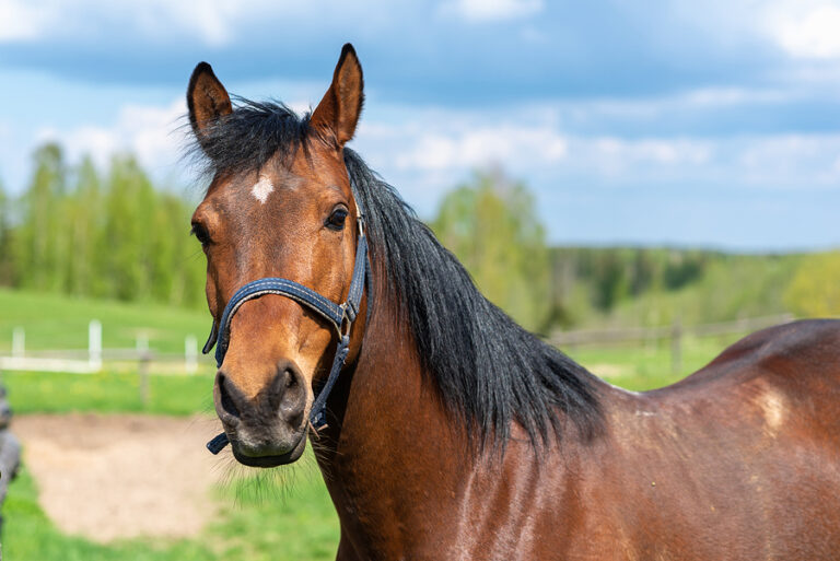 FAS Archives | Fear Free Happy Homes