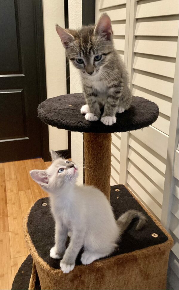 Foster Kittens Bring Love, Laughter, and Family Togetherness | Fear ...