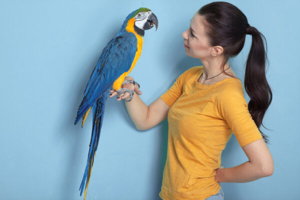 Be Soothing, Not Scary: 8 Tips on Making Friends With a Parrot | Fear ...