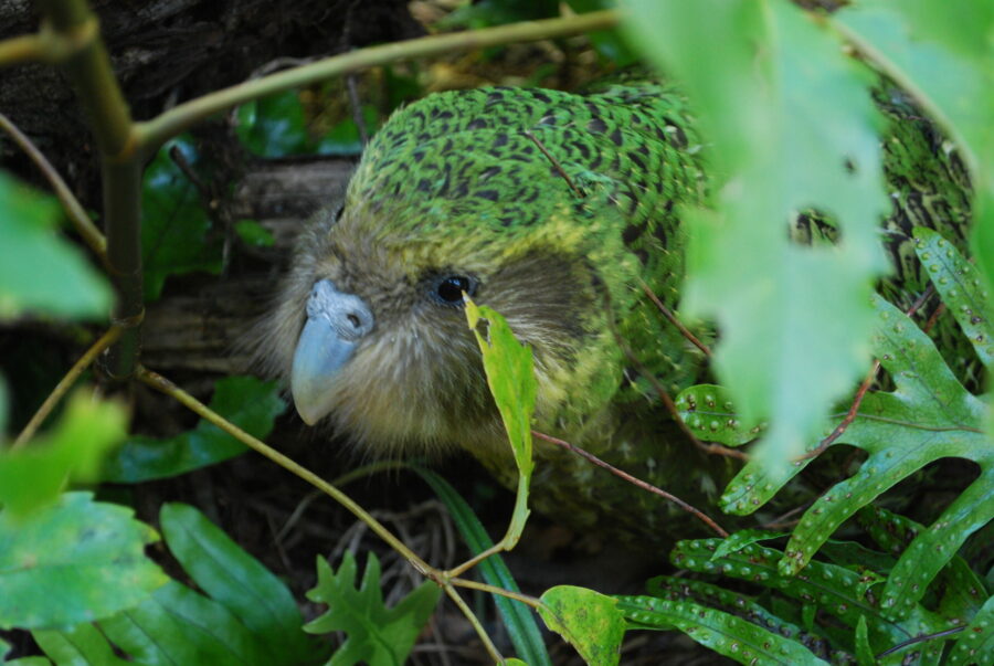 Get to Know the Wild Side of Companion Parrots | Fear Free Happy Homes